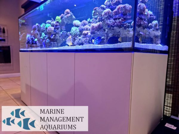 Blue Fish 400 Litre - 100cm x 60cm x 55 cm high Rimless - Custom Fish ...